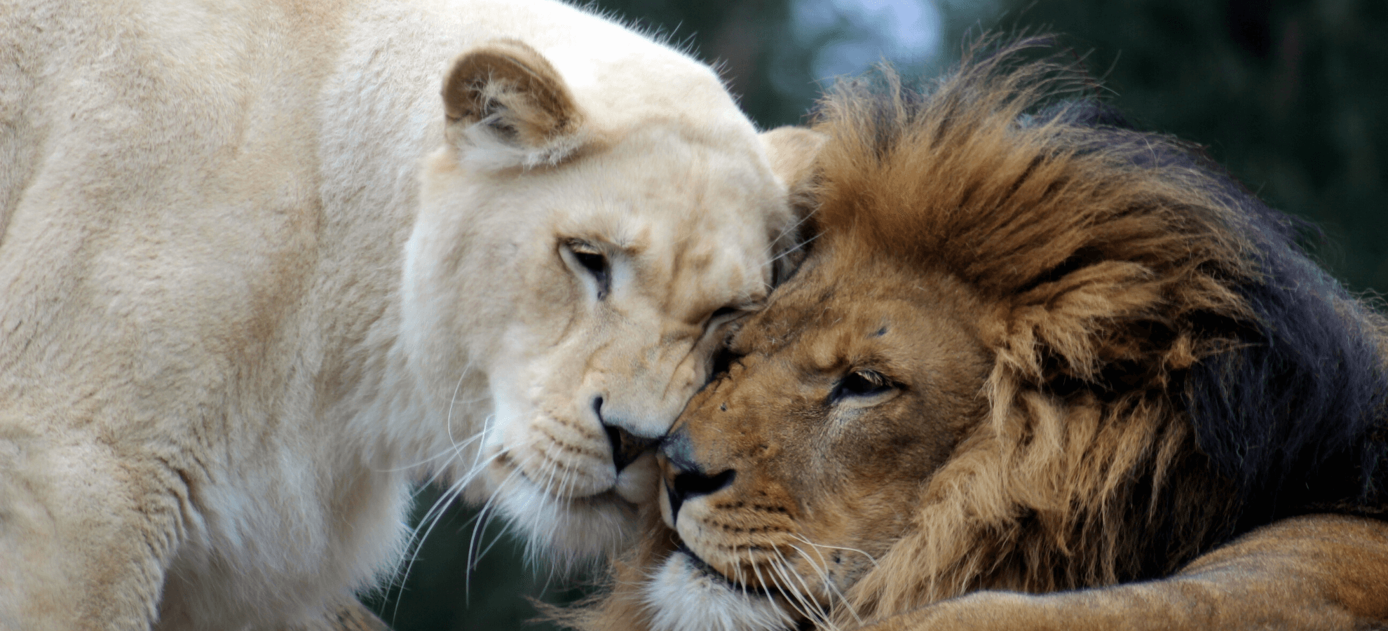 Wat als straks het beest verslagen is - ZiensWijs